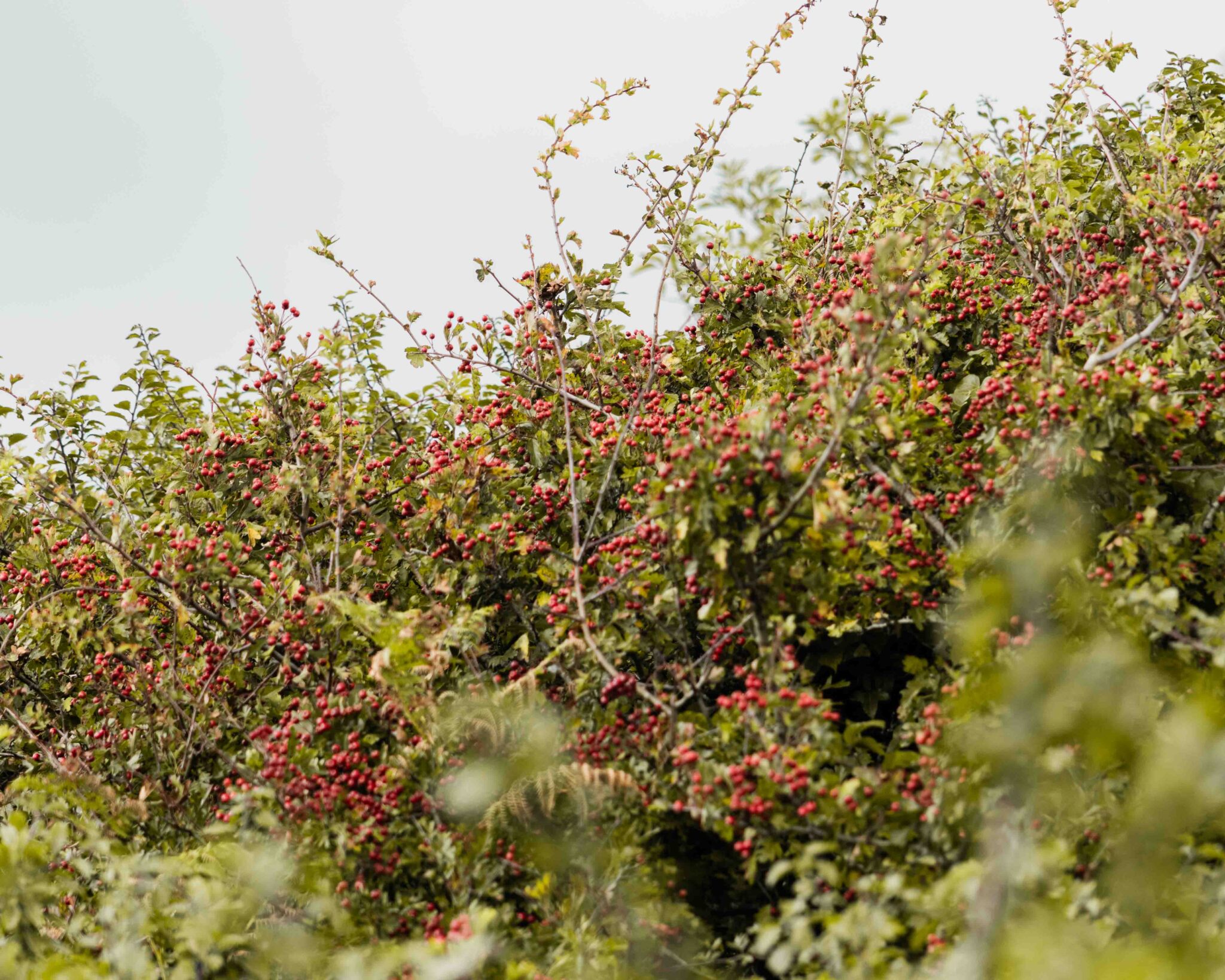 Howth Day Trip from Dublin: Cliff Walk and Village Guide - The Third ...